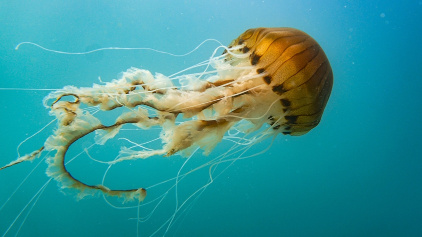 海洋プラスチック問題を解決するため、クラゲ型ロボット「Jellyfish-Bot」が誕生 | TABI LABO